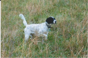 Dolly Meets Shadow Oak Bo - Traveling Pointing DogsTraveling Pointing Dogs