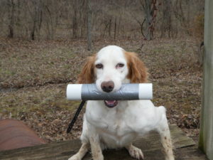 Force Fetch With Sally - Traveling Pointing DogsTraveling Pointing Dogs