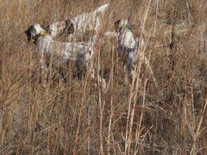 Another Kansas Quail Hunt, 1/5/23 - Traveling Pointing DogsTraveling ...