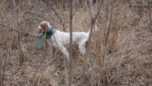 Just Catching Up - Traveling Pointing DogsTraveling Pointing Dogs