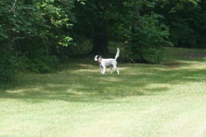 More Training And More Pictures - Traveling Pointing DogsTraveling ...